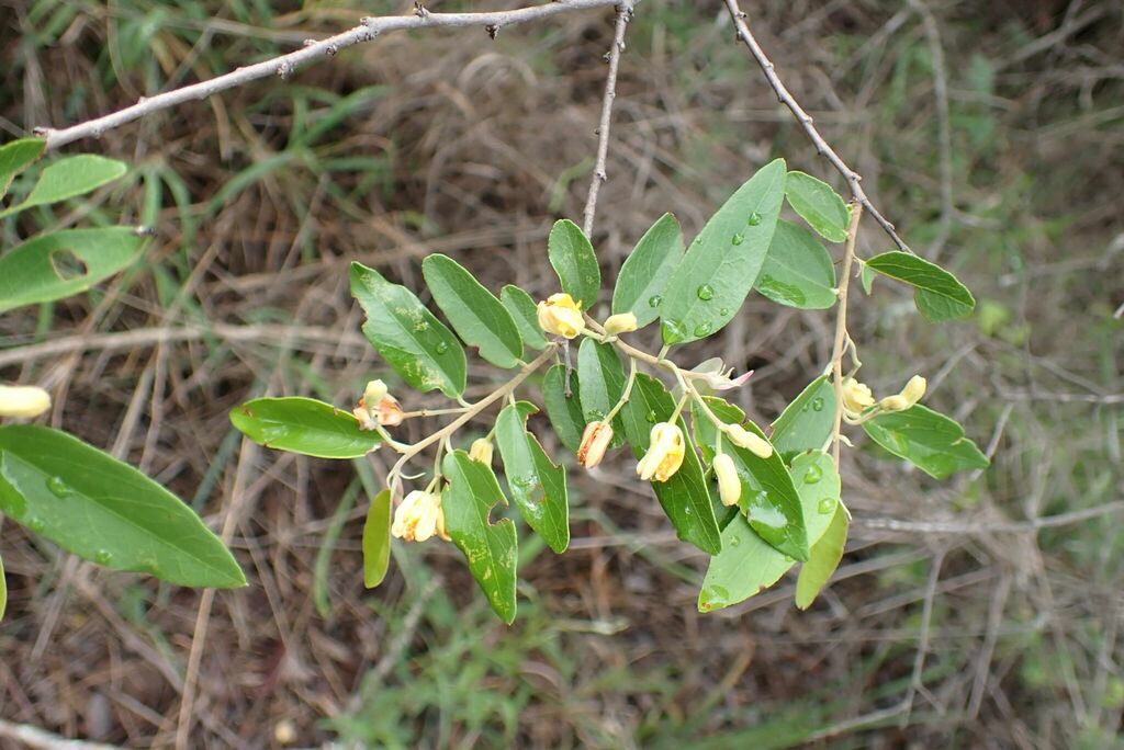 Velvet Raisin from Mhlatikop Trail, Malelane, South Africa on November ...