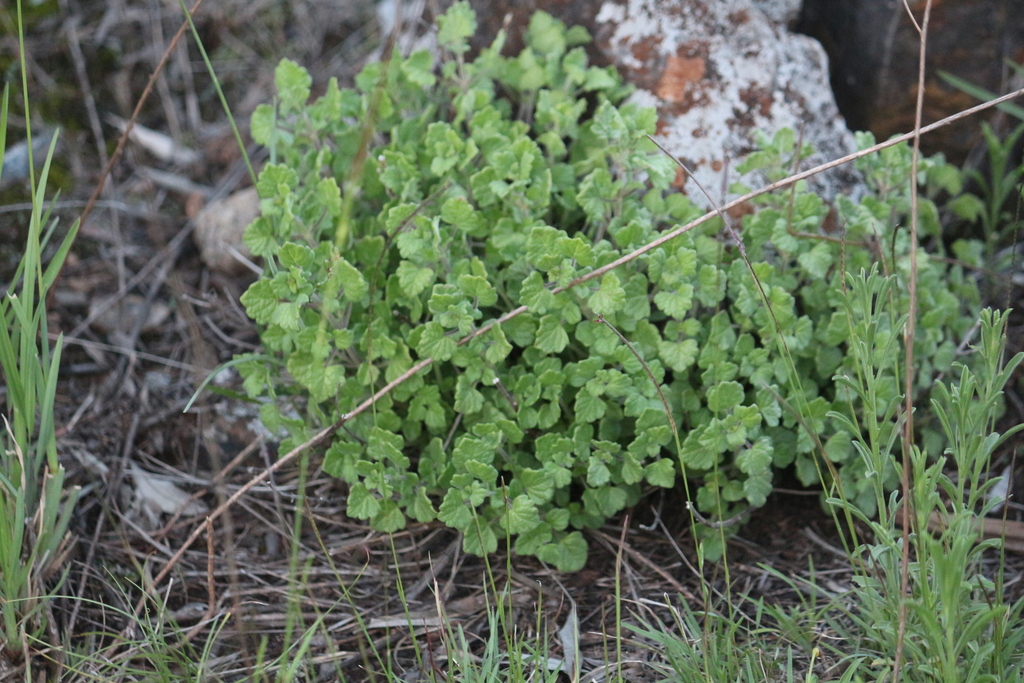 Thicket Spurflower from West Rand District Municipality, South Africa ...