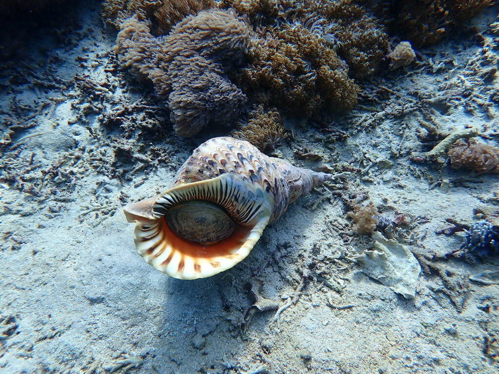Giant Triton Snail from Penida Island, Nusa Penida, Klungkung Regency ...