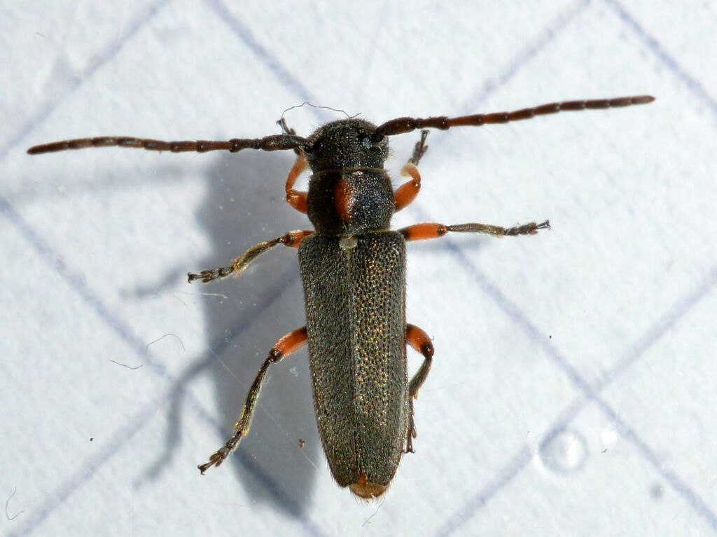 Phytoecia pustulata from Mainz, Deutschland on April 14, 2023 at 06:30 ...