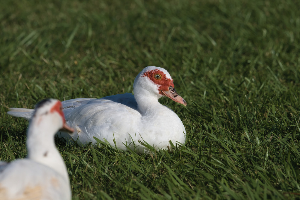 Domestic Muscovy Duck from Punta Santiago, Humacao, Puerto Rico on ...