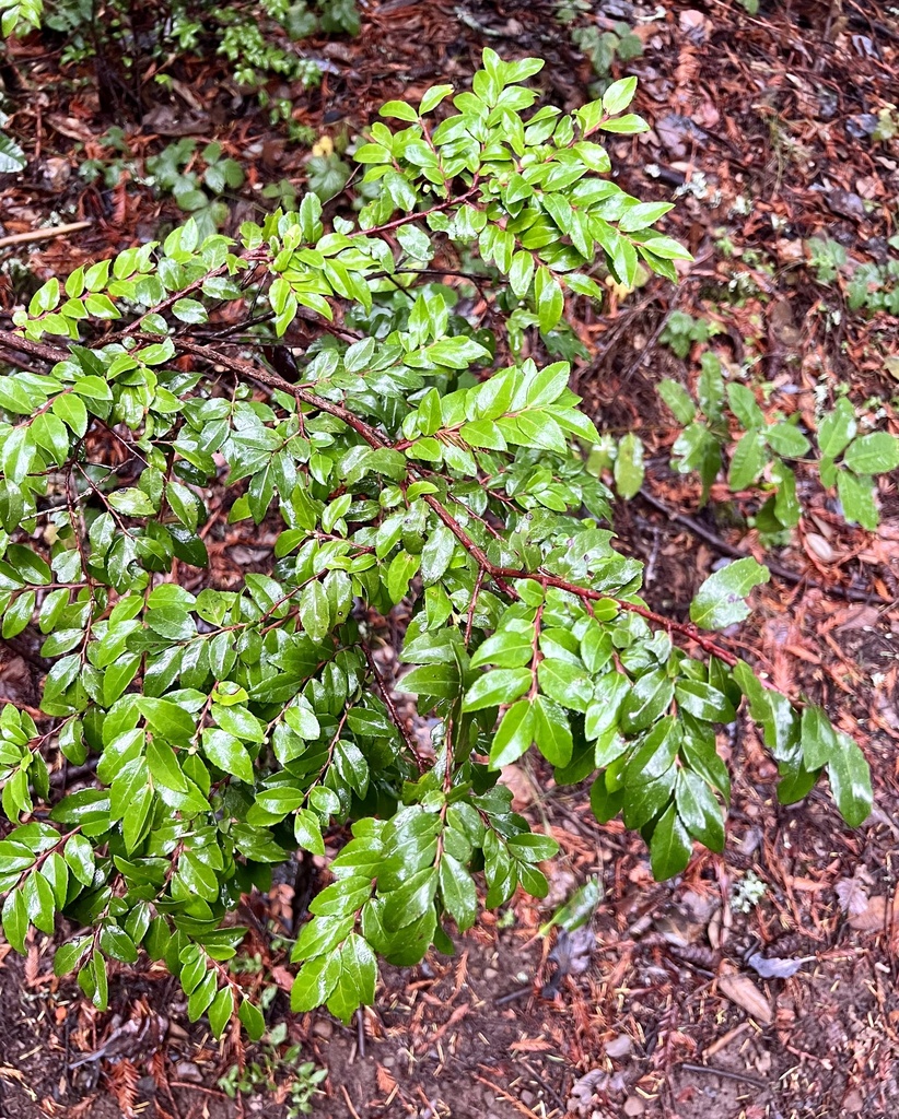 Evergreen Huckleberry from Golden Gate National Recreation Area ...