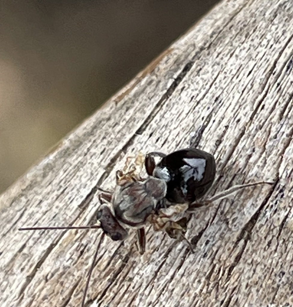 Winged and Once-winged Insects from 34th St, Snyder, TX, US on December ...