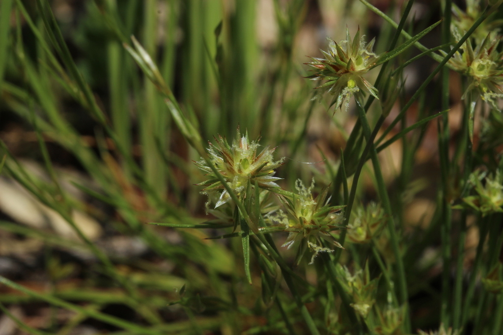 dwarf rush from 34290 Montblanc, France on April 14, 2017 at 01:22 PM ...