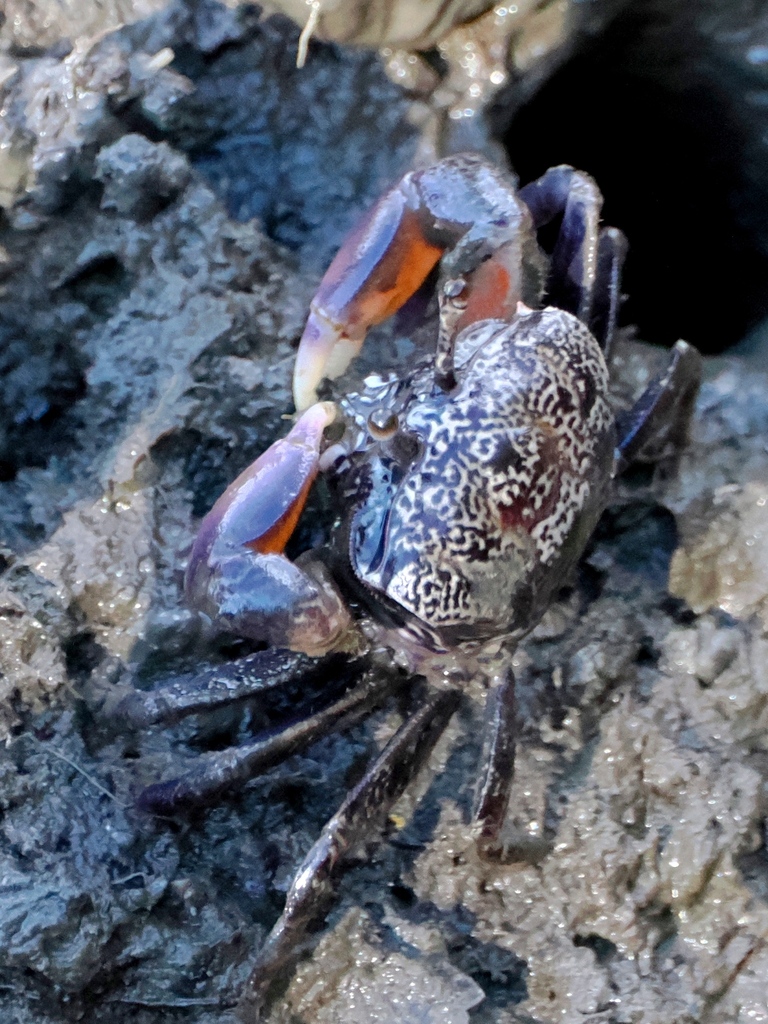 Semaphore Crab from Brisbane QLD, Australia on December 19, 2023 at 08: ...