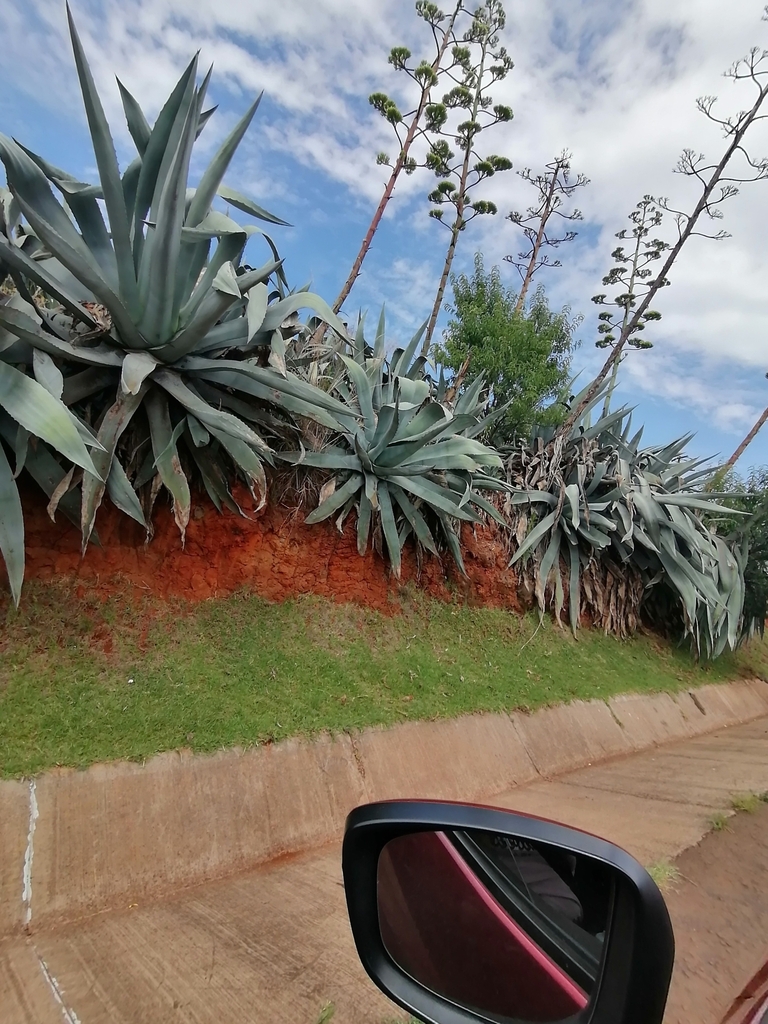 American century plant from Mapoteng Lesotho on December 18, 2023 at 09 ...