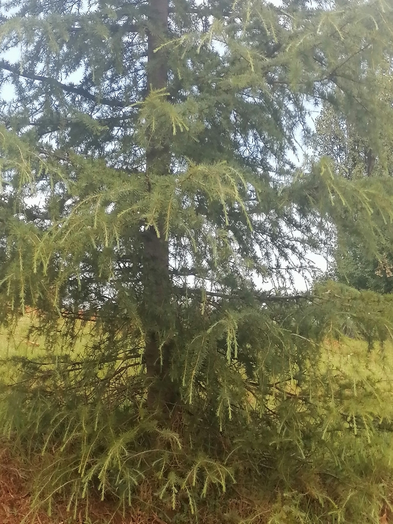 Deodar cedar from Mapoteng, Lesotho on December 18, 2023 at 09:34 AM by ...