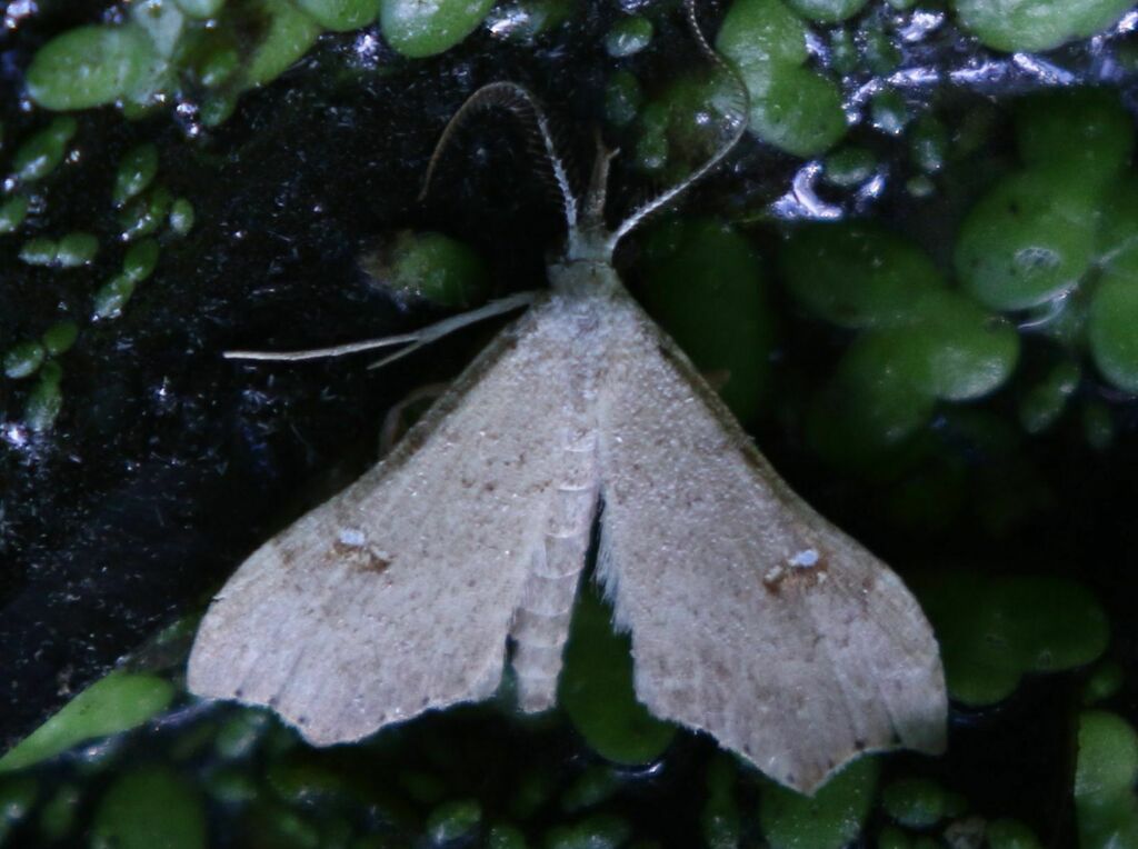 White-spotted Redectis Moth from Alley Park, Queens, NY, USA on August ...