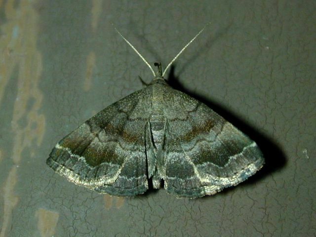 Black-banded Owlet from Floyd Bennet Field, Brooklyn, NY, USA on June 2 ...