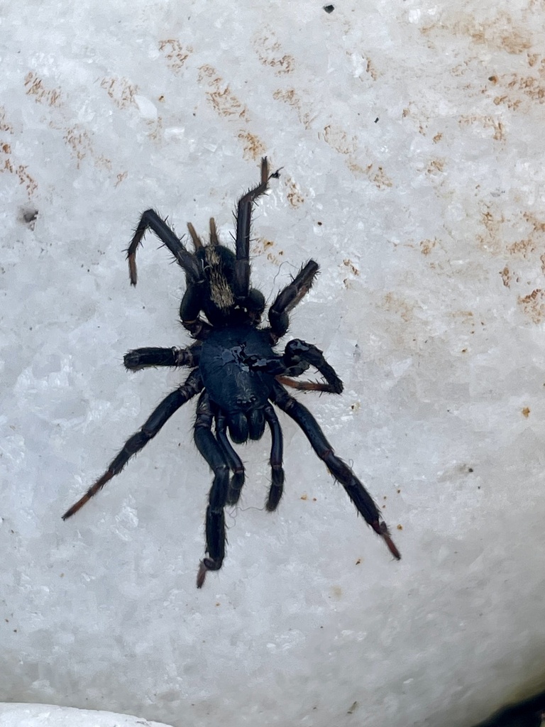 Goldeneye Wafer-lid Spiders from Parque Zoobotânico Vale, Parauapebas ...