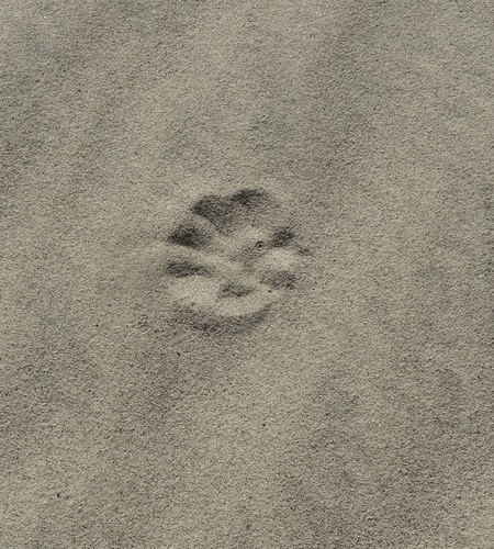 Raccoon Tracks – NatureTracking