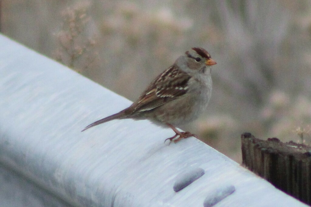 Gambel's White-crowned Sparrow from Walla Walla County, WA, USA on ...