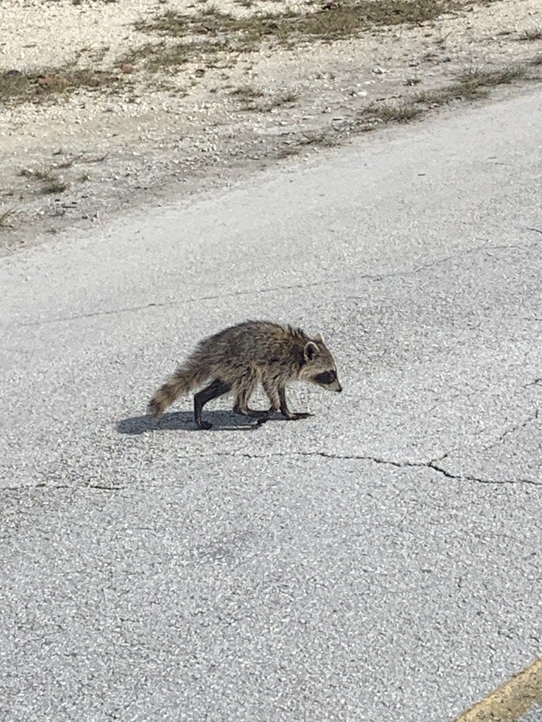 Key Raccoon in December 2023 by marinamarquis · iNaturalist