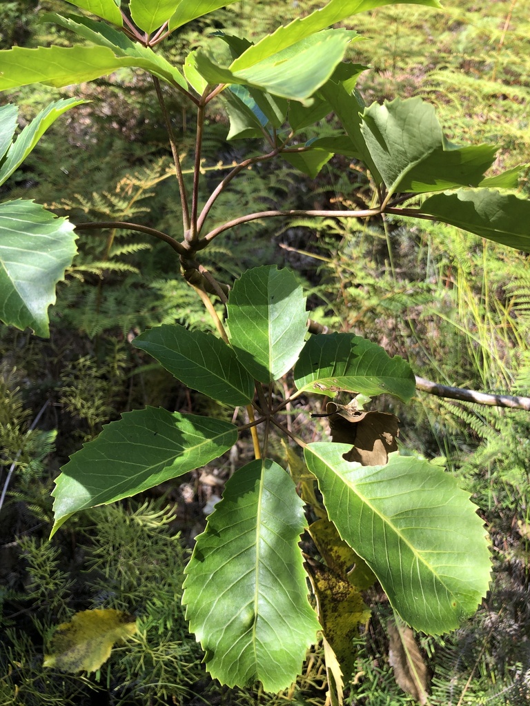 five finger from North Island, Auckland, Auckland, NZ on December 21 ...
