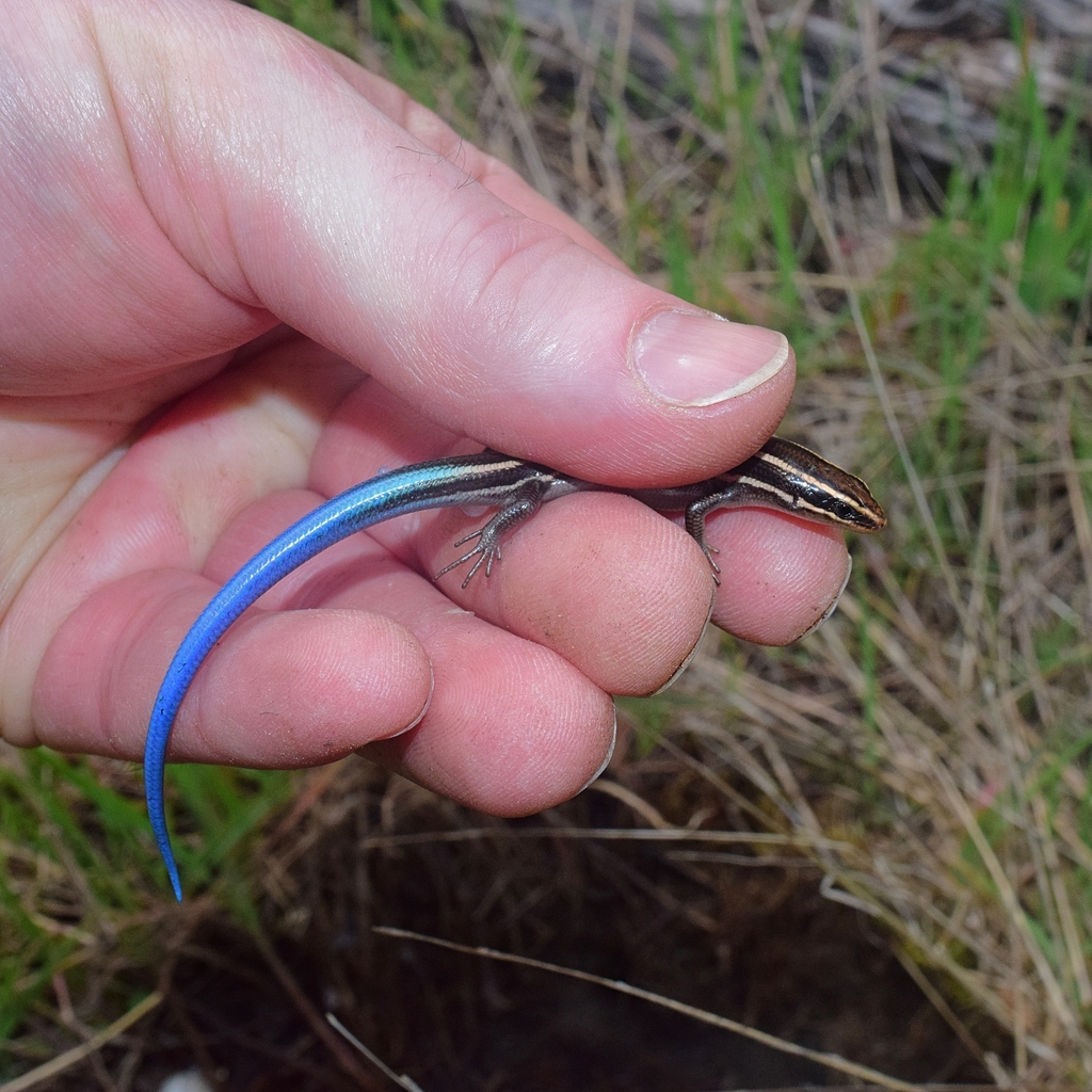 Western Skink in March 2019 by Daniel Palmer · iNaturalist