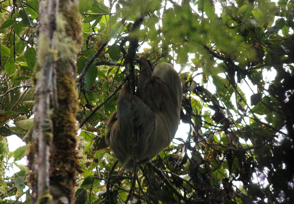 Hoffmann's Two-toed Sloth from Jesús María, Santander, Colômbia on June ...