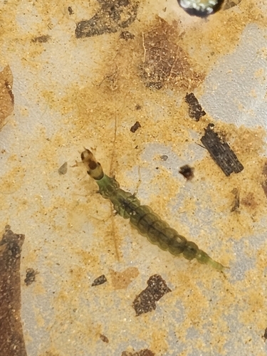 Atopsyche trifida · iNaturalist