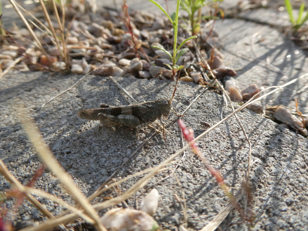 Blue-winged Grasshopper from Wiesbaden, Deutschland on August 11, 2023 ...