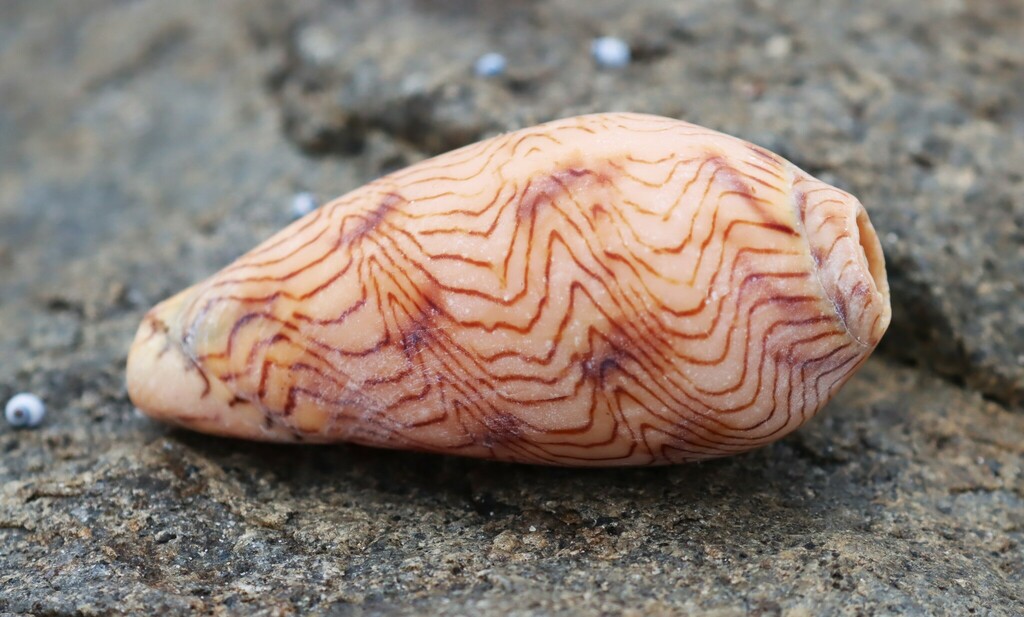 Wavy Volute from Falmouth, Tasmania on December 19, 2023 at 10:59 AM by ...