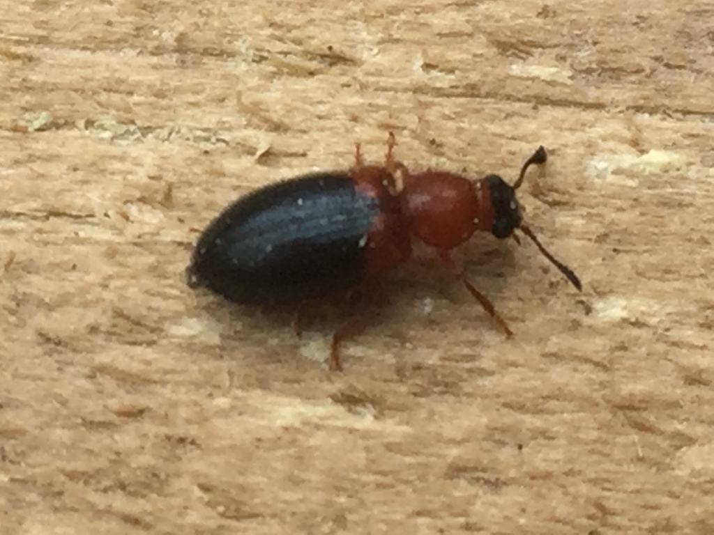 Redshouldered Ham Beetle (Cleridae of Africa) · BioDiversity4All