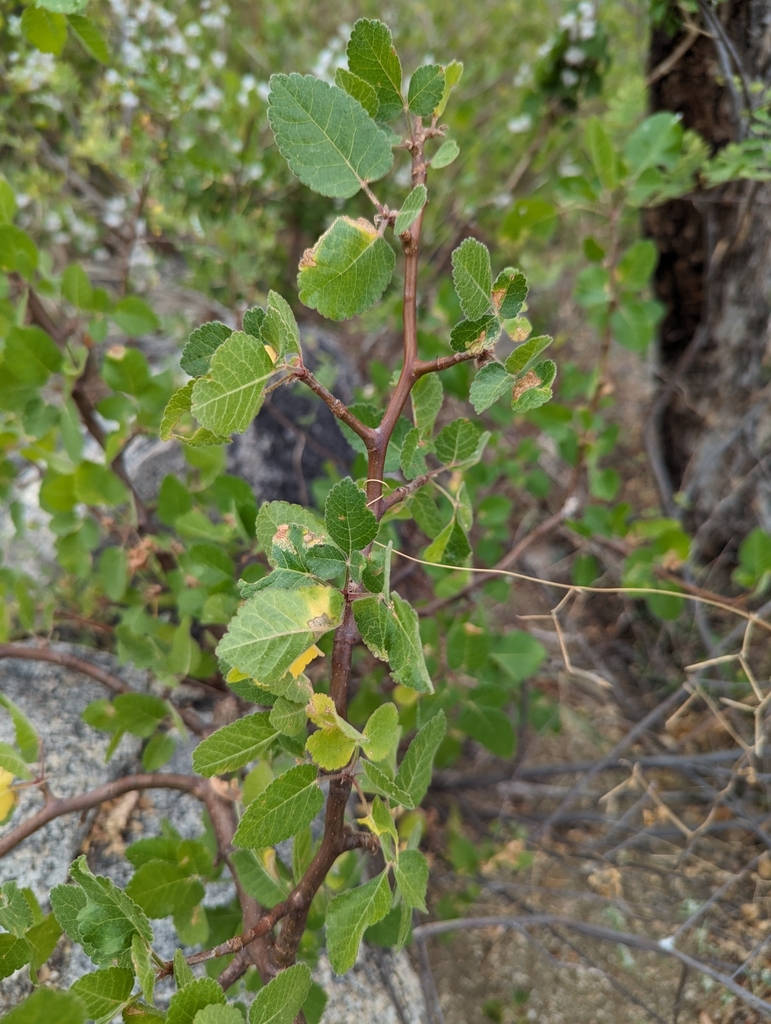 Bursera epinnata desde fraccionamiento Portales, 23473 Cabo San Lucas ...