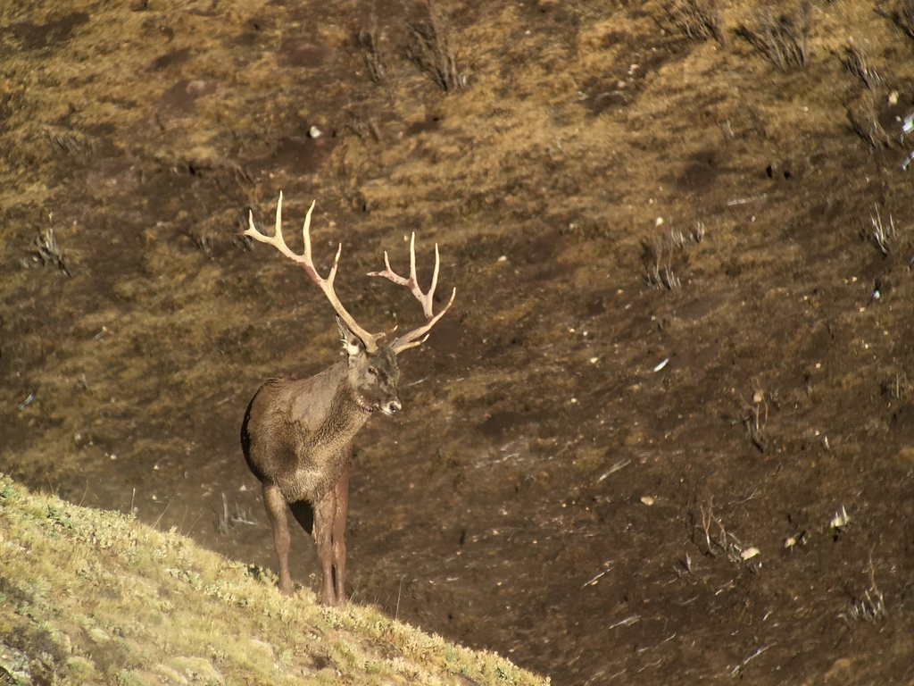 White-lipped Deer (Cervus albirostris) - Know Your Mammals