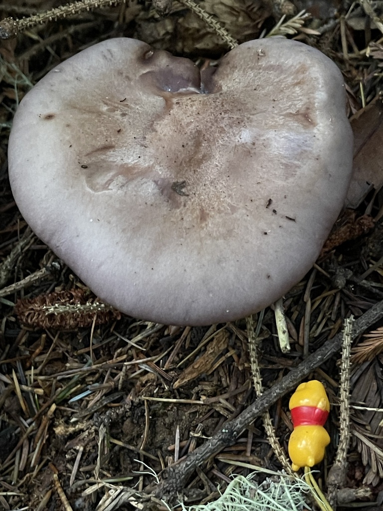 Blewit from Berta Rd, Eureka, CA, US on December 14, 2023 at 04:27 PM ...