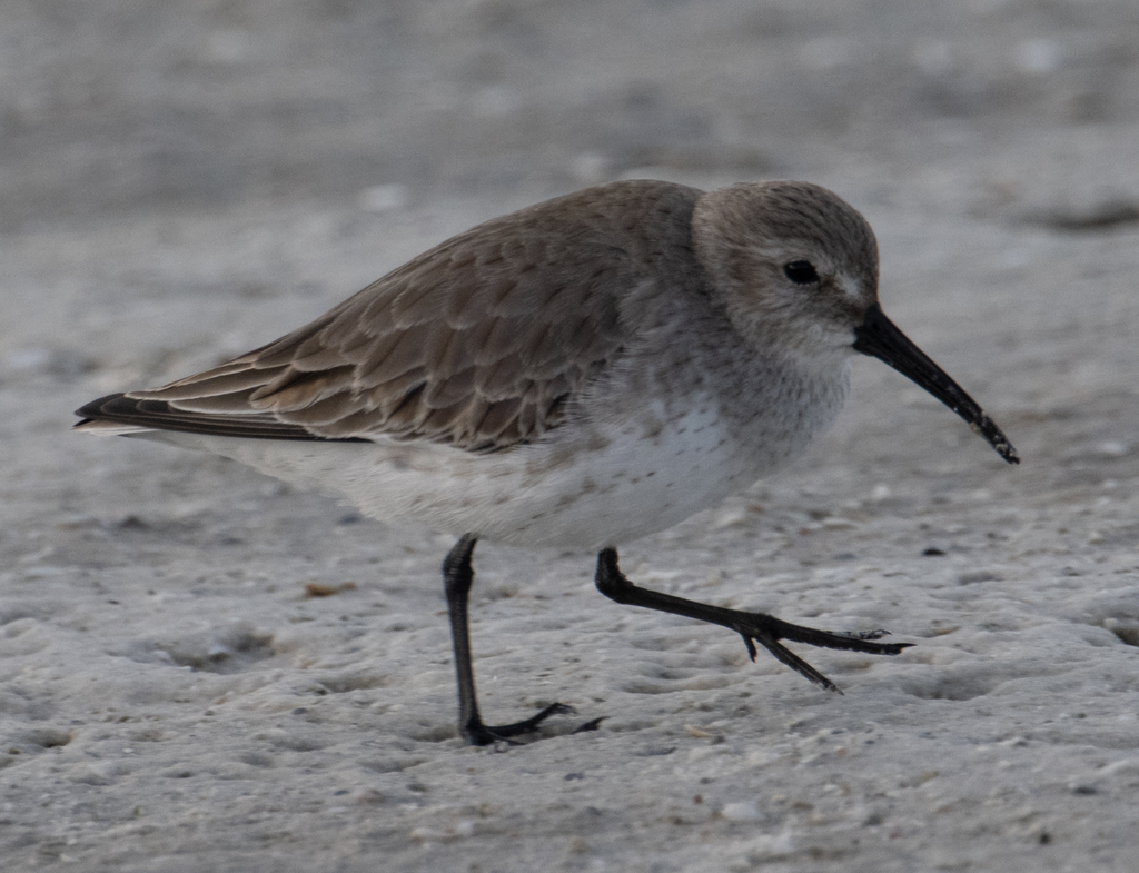 Dunlin from City of Marco, Marco Island, FL, USA on December 20, 2023 ...