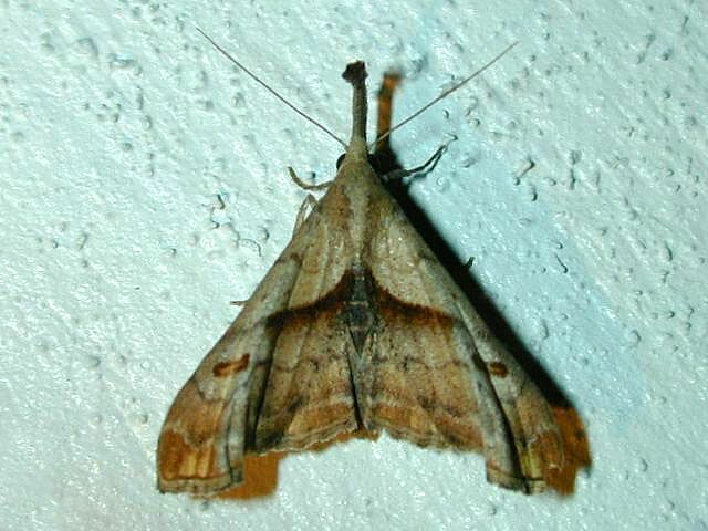 Dark-spotted Palthis Moth from Bedford Audubon Society, Katonah, NY ...