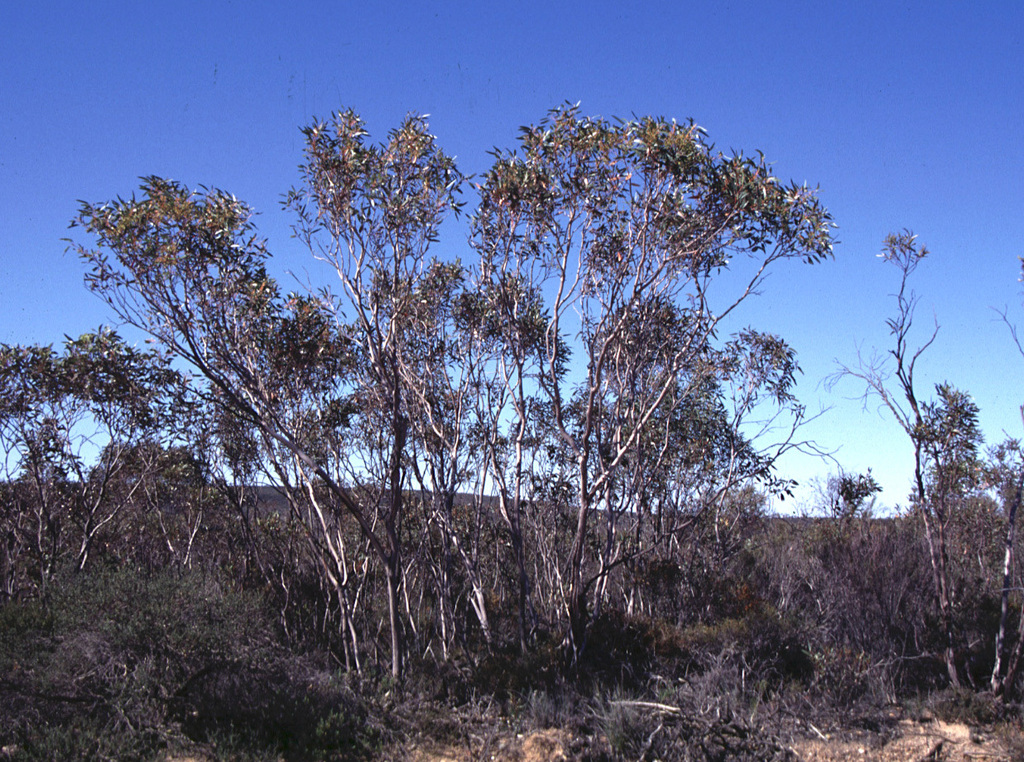 Green-leaved Flockton's Mallee from Ravensthorpe WA 6346, Australia on ...
