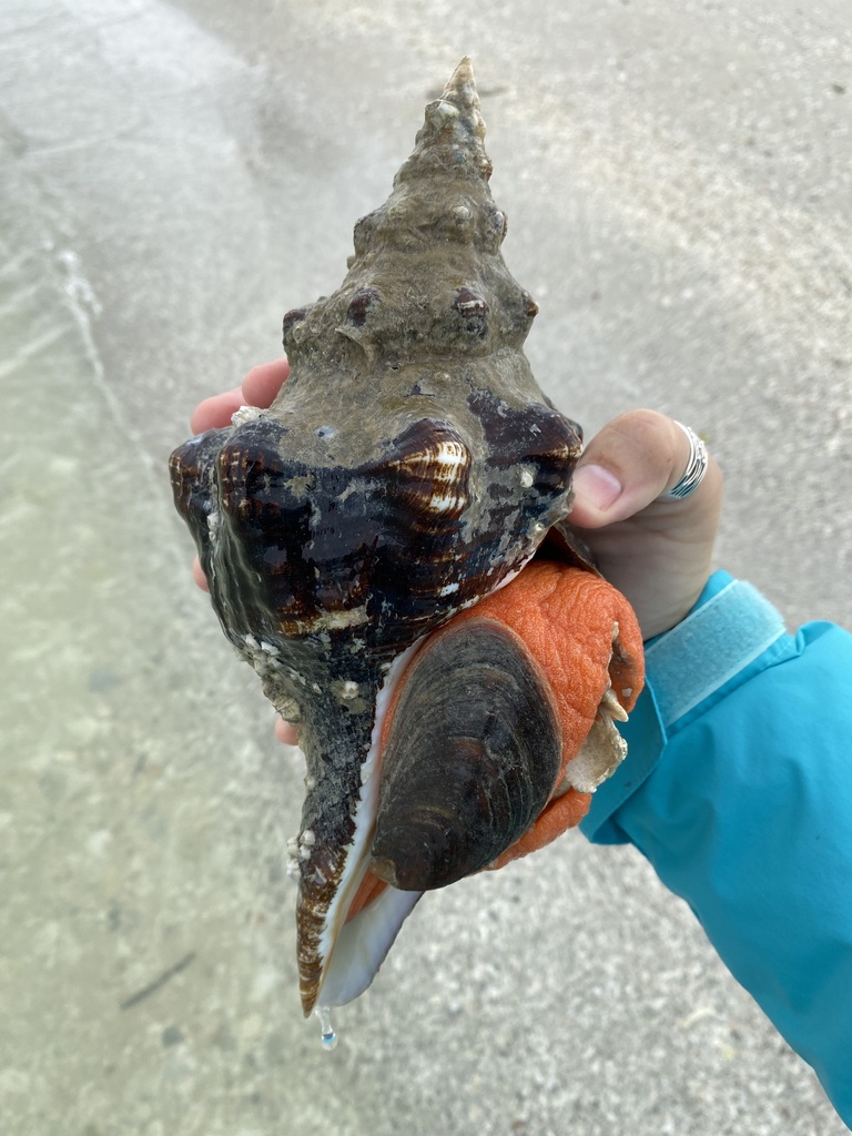 Florida Horse Conch from Caxambas Pass, Marco Island, FL, US on ...