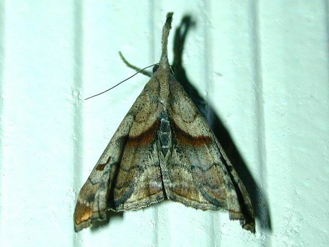 Dark-spotted Palthis Moth from Floyd Bennet Field, Brooklyn, NY, USA on ...