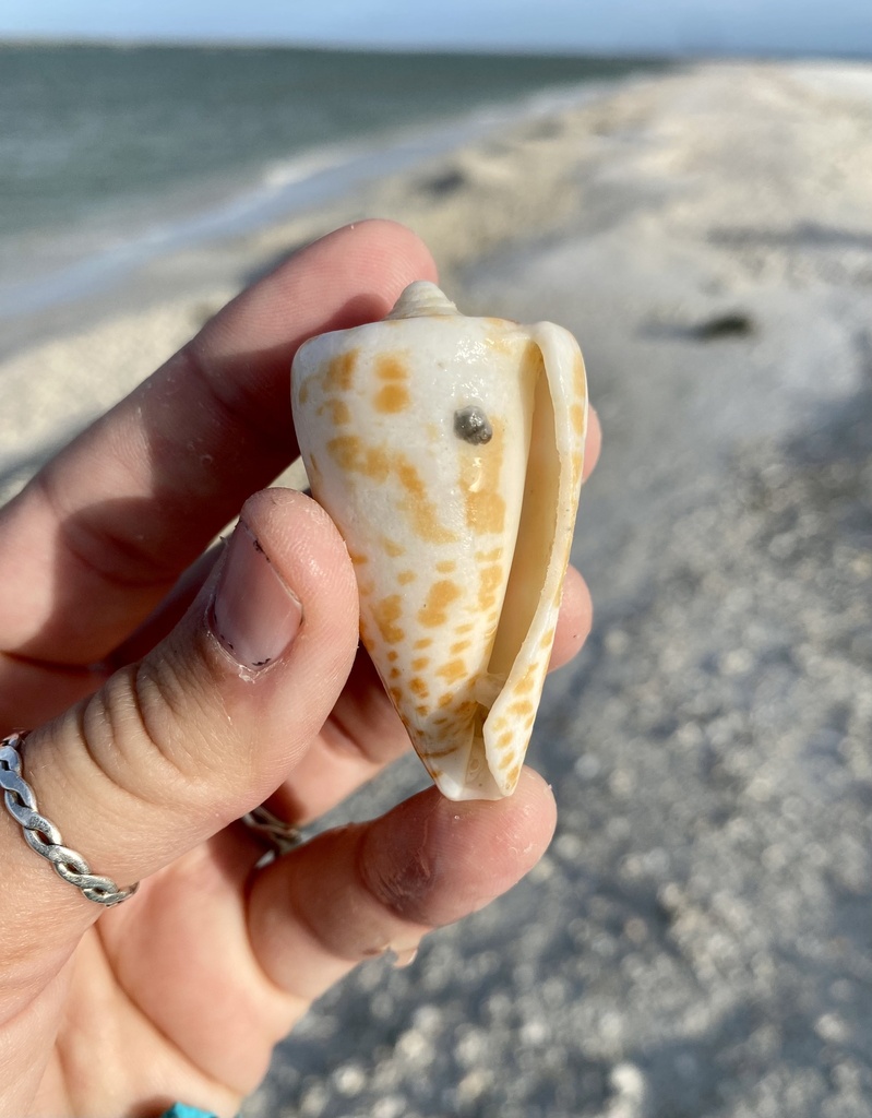 Alphabet Cone from North Atlantic Ocean, FL, US on December 20, 2023 at ...