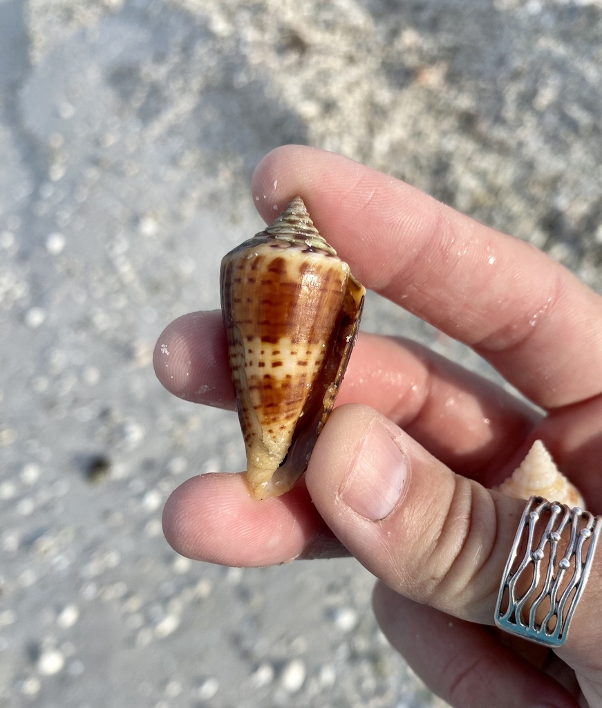Ladder Cone from North Atlantic Ocean, FL, US on December 20, 2023 at ...