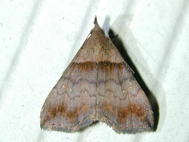 Ambiguous Moth from Floyd Bennet Field, Brooklyn, NY, USA on August 27 ...