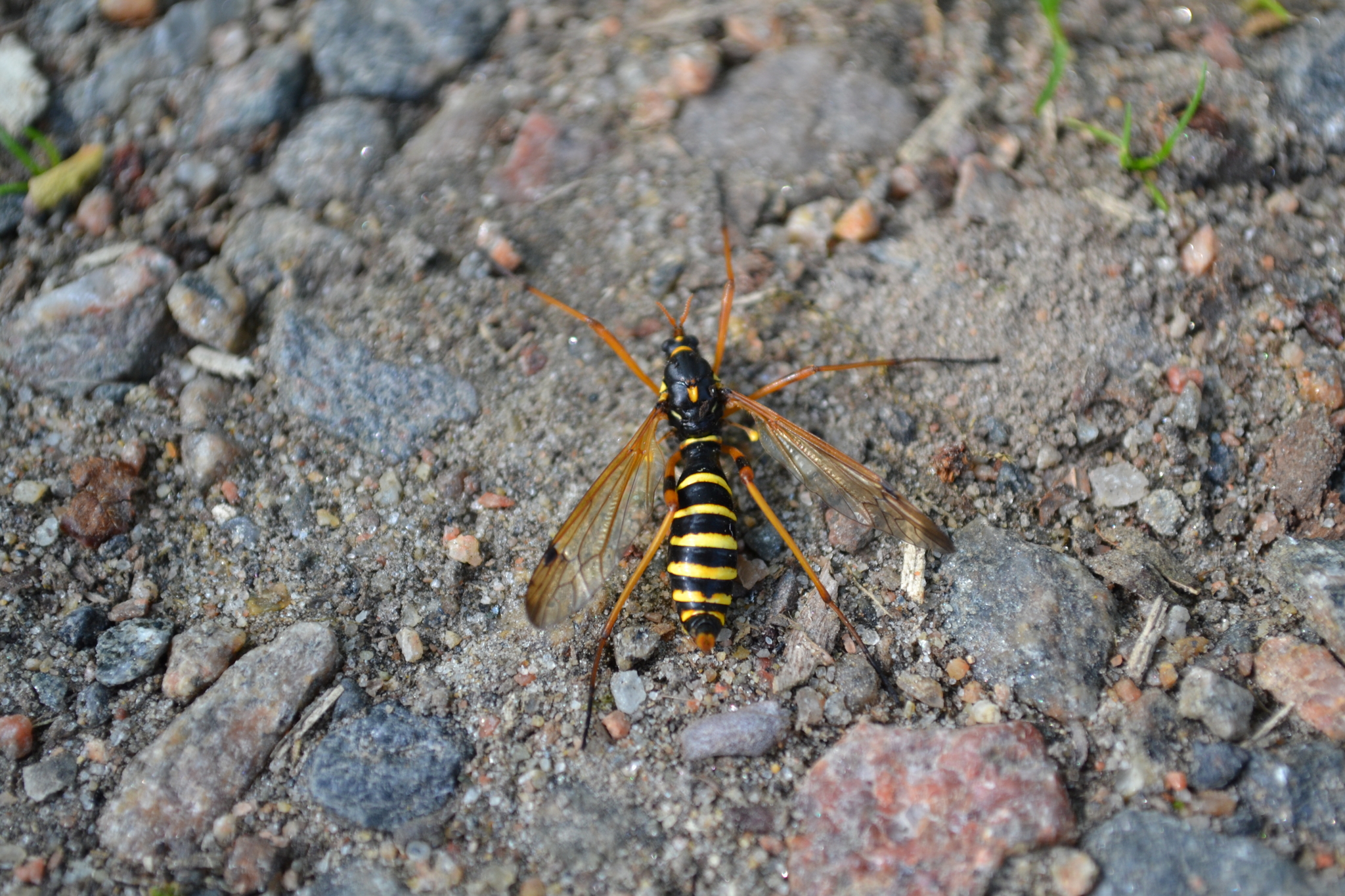 What kind of insect is this? Found in southern Sweden. It looks like a ...