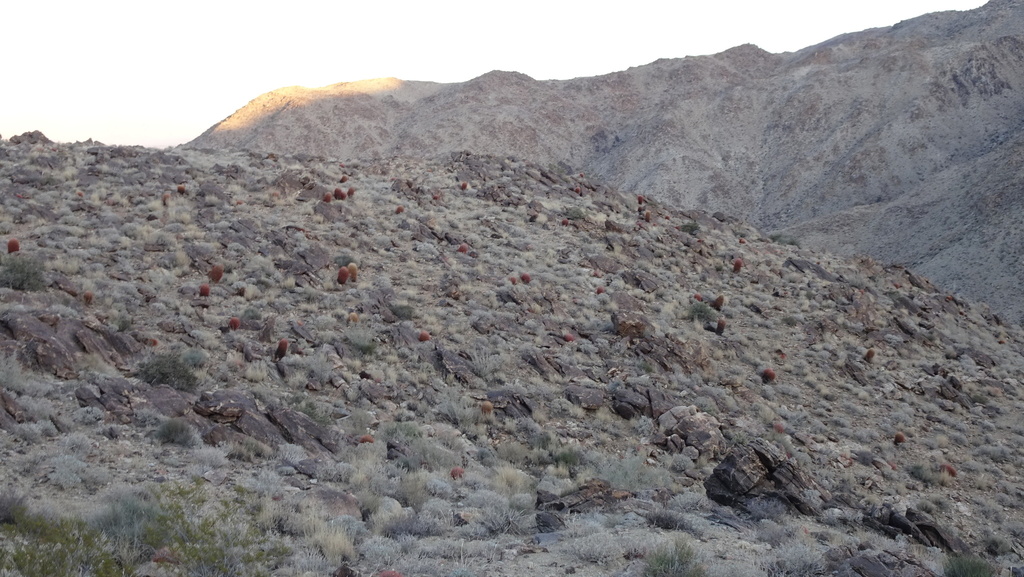 California Barrel Cactus from San Bernardino County, CA, USA on ...