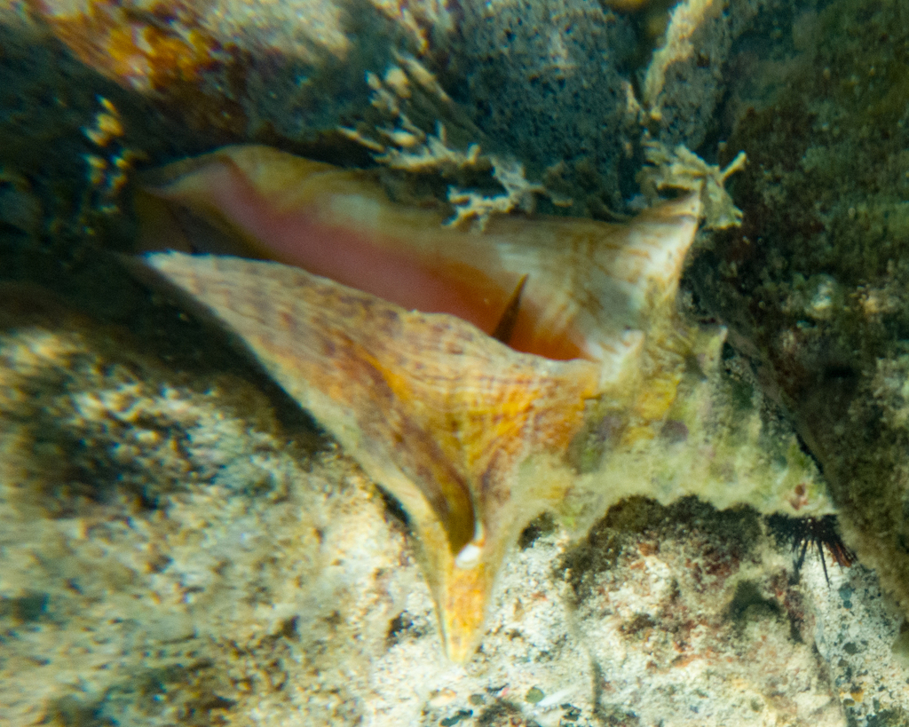 Queen Conch from East End, St Thomas 00802, USVI on December 20, 2023 ...