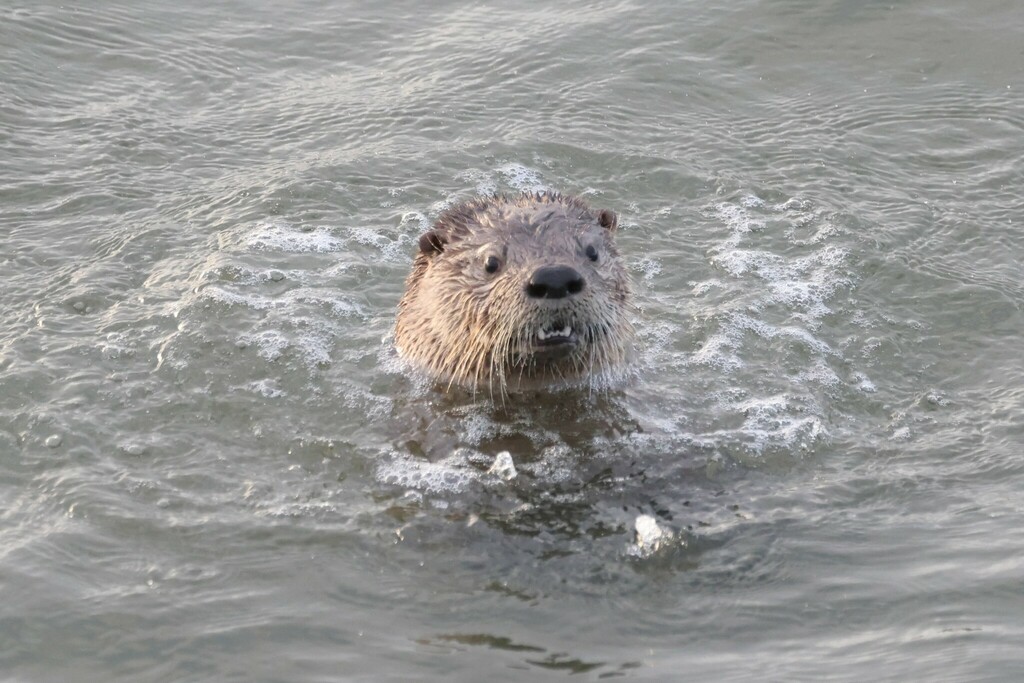 North American River Otter from Dam Neck, Virginia Beach, VA, USA on ...