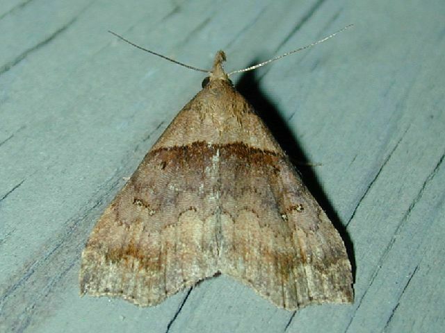 Ambiguous Moth from Hubbard Pines, Litchfield, CT, USA on June 18, 2007 ...