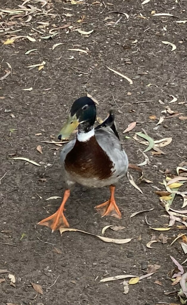 Domestic Mallard from Gladstone QLD, Australia on December 21, 2023 at ...