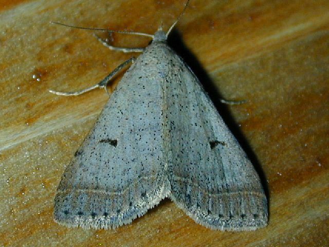 Bent-winged Owlet from Jamaica Bay Wildlife Refuge, Queens, NY, USA on ...