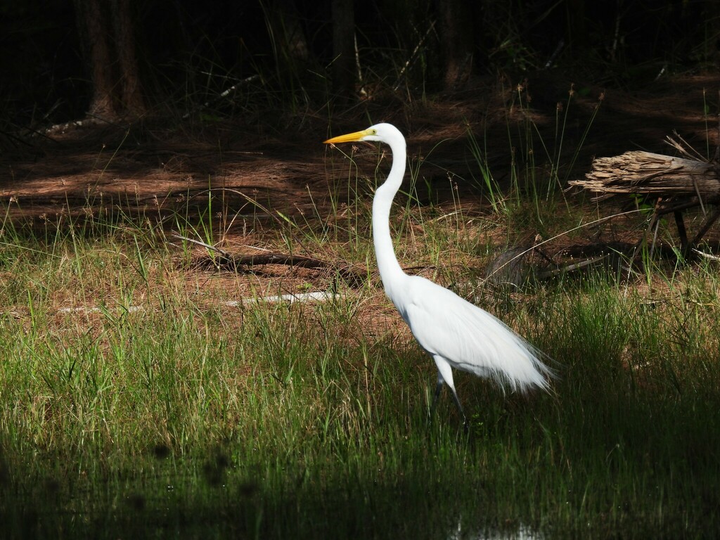 Great Egret from Sabana Seca, Toa Baja, Puerto Rico on December 20 ...