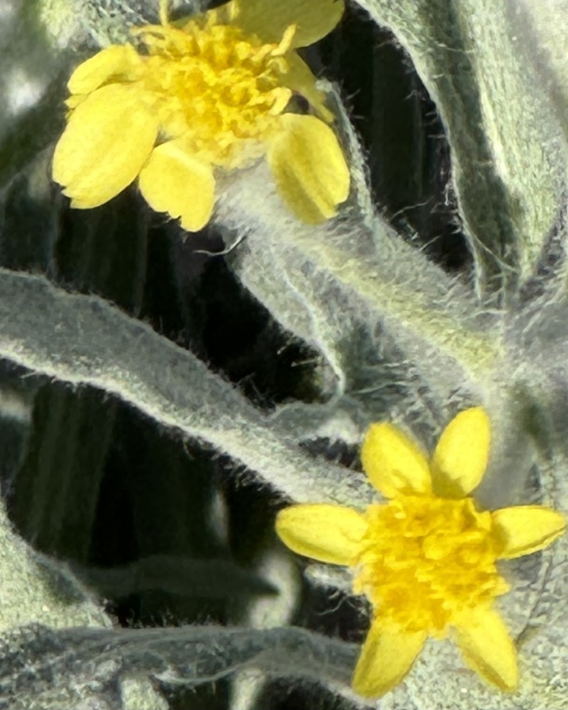 Helenieae from Palm Desert, CA, US on December 20, 2023 at 09:09 AM by ...