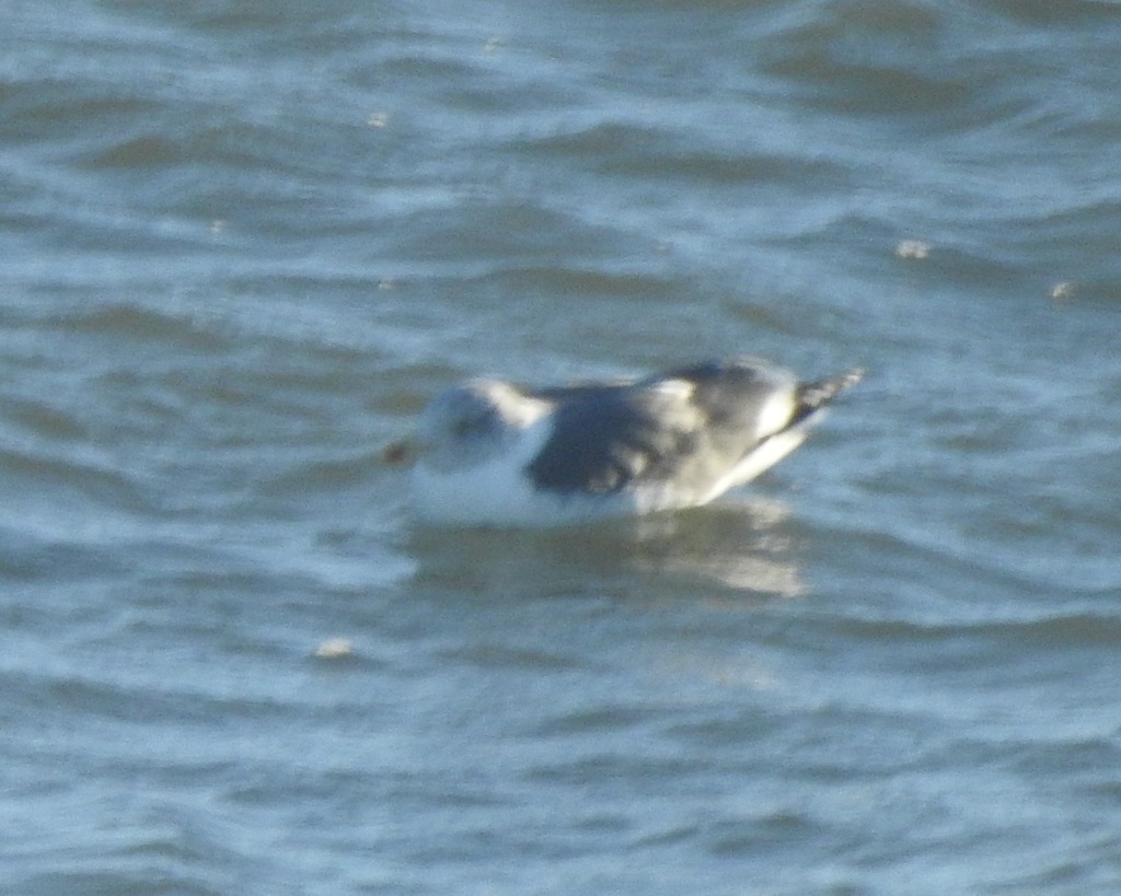 Lesser Black-backed Gull from Sussex County, DE, USA on December 20 ...