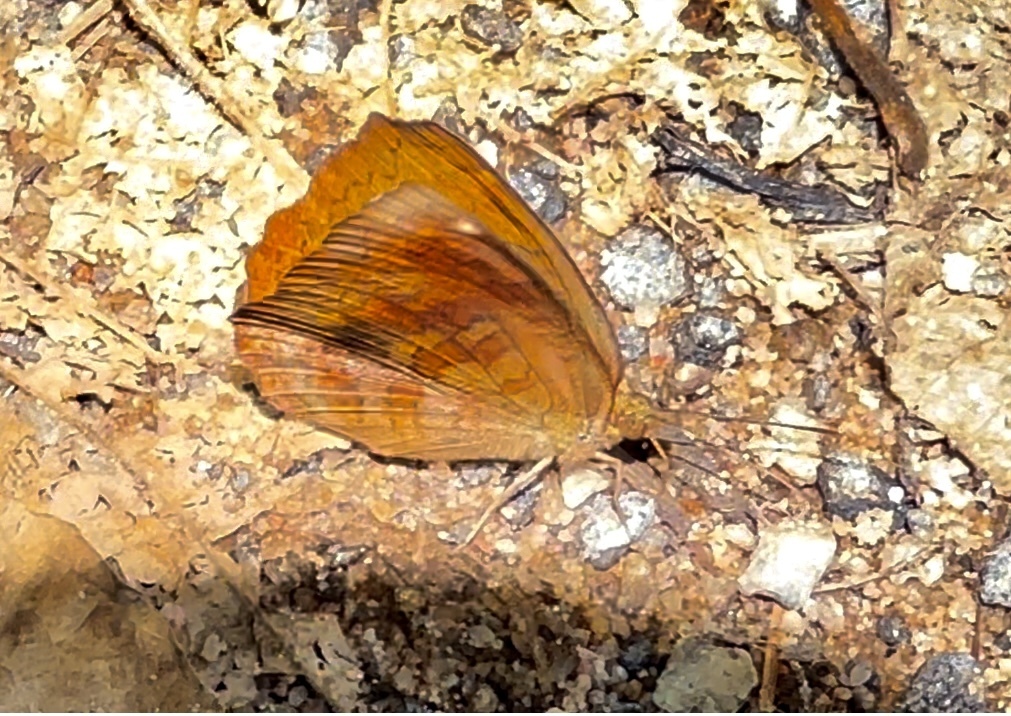 Common Castor Butterfly from Suling Hill, Seberang Perai, Penang on ...