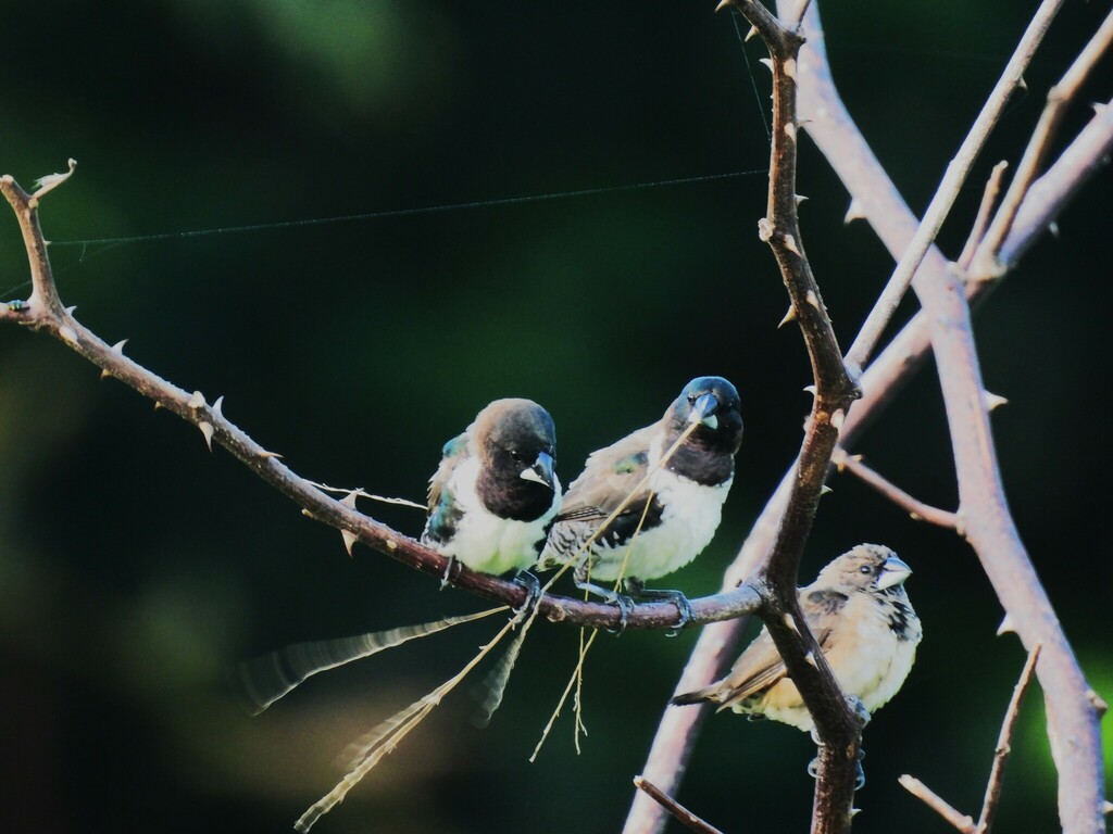 Bronze Mannikin from Sabana Seca, Toa Baja, Puerto Rico on December 20 ...