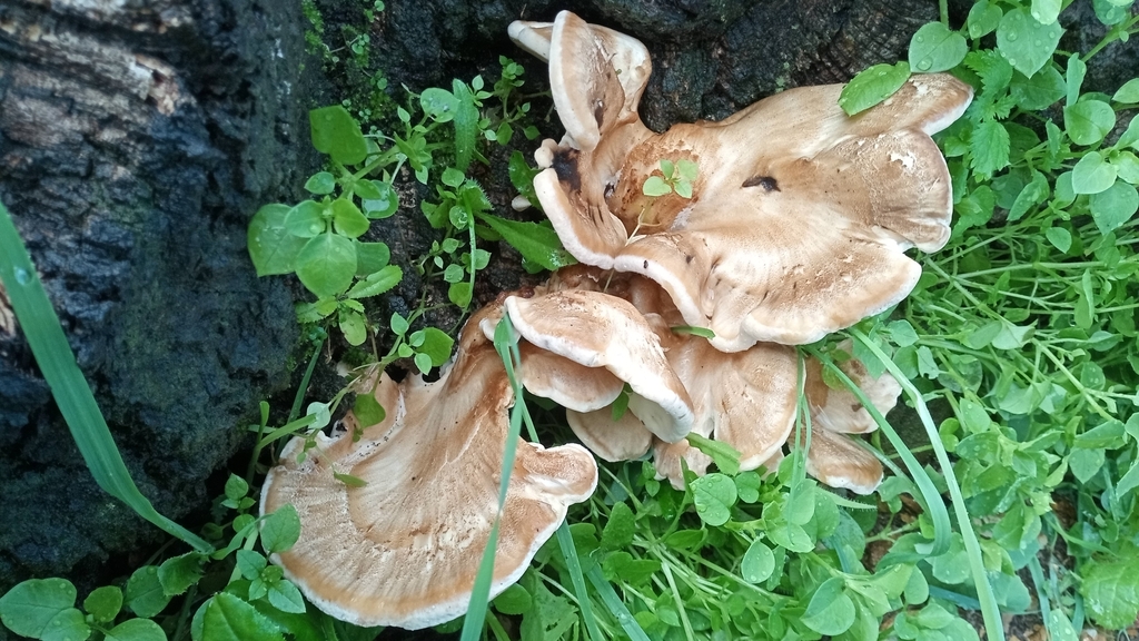 Giant Polypore from 7630 Colos, Portugal on December 2, 2023 at 01:25 ...