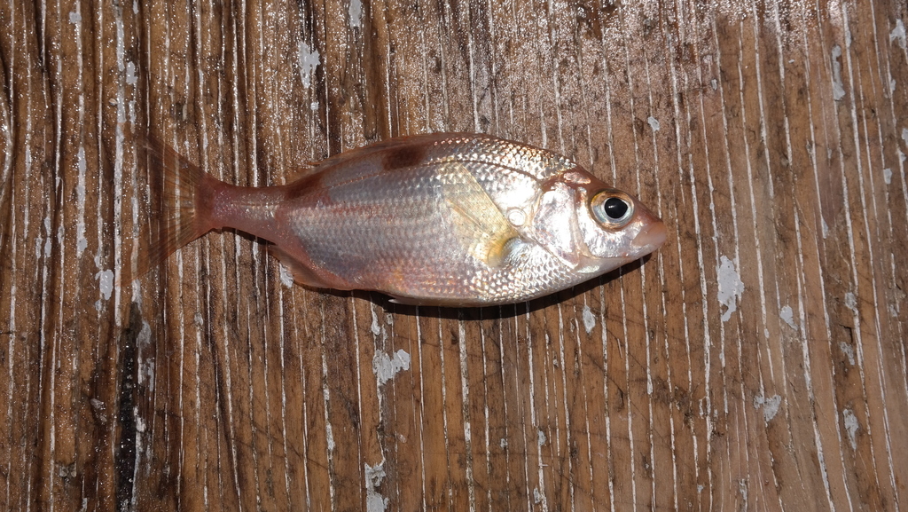 Pink Seaperch on July 20, 2023 at 12:00 PM by Camille · iNaturalist