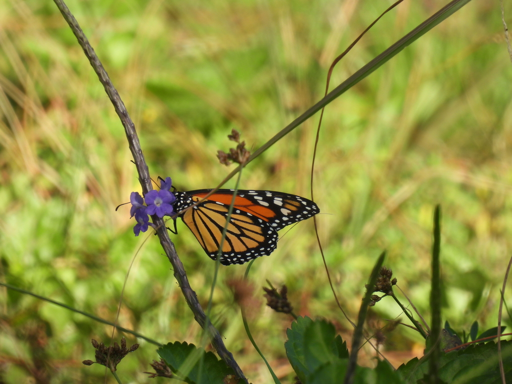 Monarch from Sabana Seca, Toa Baja, Puerto Rico on December 20, 2023 at ...
